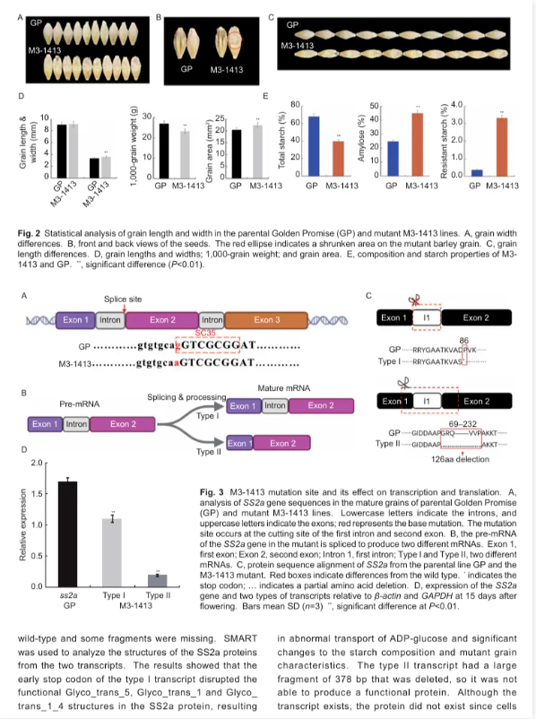大麦SS2a基因RNA剪接位点突变产生高抗性淀粉-四川农业大学小麦研究所